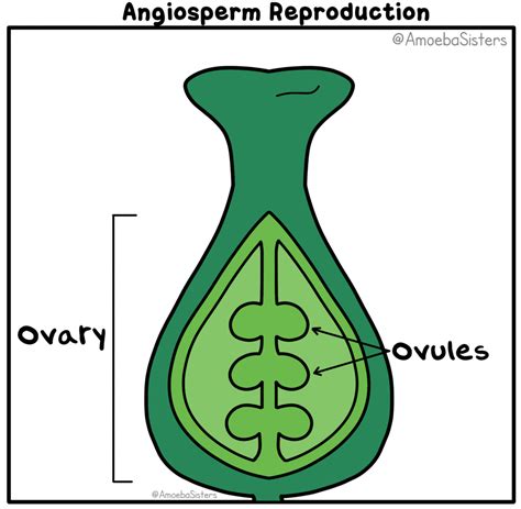 binary fission in amoeba animation