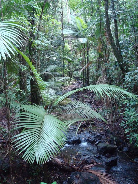 Daintree Rainforest Plants Save The Daintree Rainforest The Wild