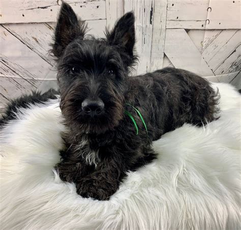 Scottish Terrier Mix White