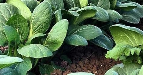 Bok Choy Growing Master The Art With Our Handy Guide