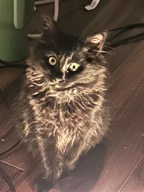 This Is Spook My Girlfriends Cat Spook Is A Menace To Society And