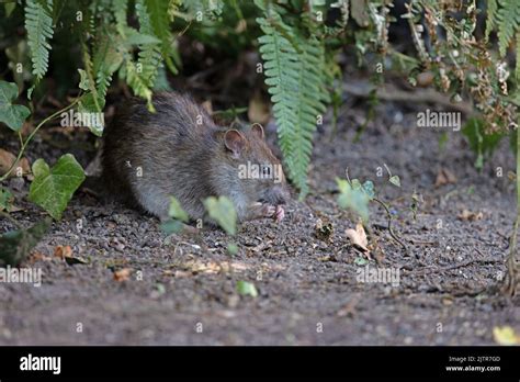 Brown Common Sewer Hanover Norway Norwegian Wharf Rat Rattus