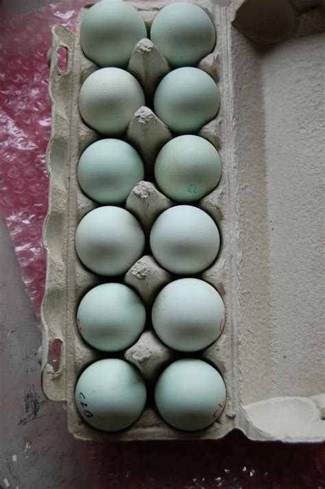 Hatching Eggs Game Fowl Supply Ltd