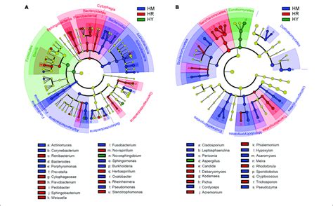 Lefse Analysis Of Intestinal Microbiota In H Axyridis Fed With