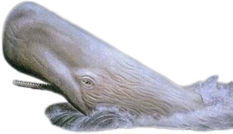 Moby Dick 1998 White Sperm Whale By Carlosgutierrezzjr On Deviantart