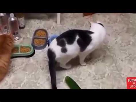 96 Funny Cats Scared Of Cucumbers Cat Vs Cucumber Compilation More