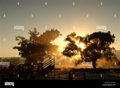 Early Morning Sunrise Farm