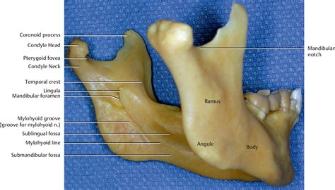 Mylohyoid Groove