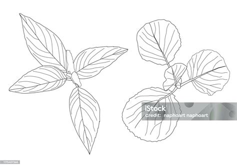 잎 선 단일 잎과 잎 패턴 검은 색흰색 배경 일러스트 벡터에 색상 장식에 가져 개념에 대한 스톡 벡터 아트 및 기타 이미지 개념 검은색 계획 Istock