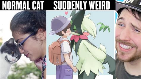 Cat Behavior Gets Weird On Meowscarada Pokemon Memes Youtube