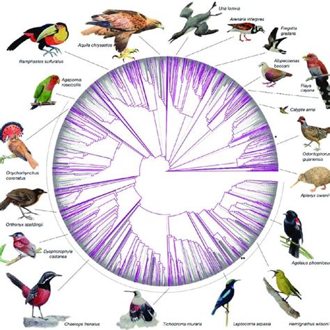 A Simplified Phylogeny Of Birds According To Prum Et Al 19 Based On