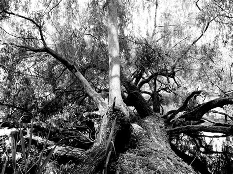 Tree Trunk Branch Bark Free Photo On Pixabay Pixabay