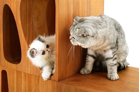 Cat Cubes — Shoebox Dwelling Finding Comfort Style And Dignity In