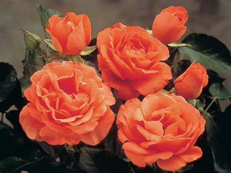 Everything You Need To Know About Roses HGTV