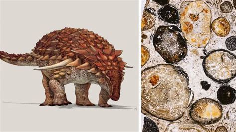 A última refeição de um dinossauro blindado há milhões de anos