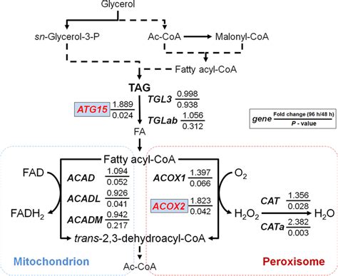 The Simplified Metabolic Network Including The Biosynthesis And