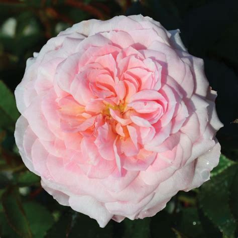 Calypso Rose Gertens Garden Center
