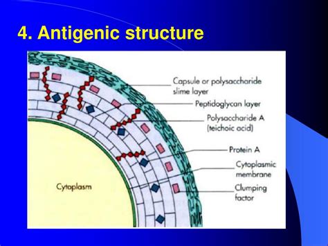 Ppt Staphylococcus Powerpoint Presentation Free Download Id 5783206