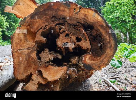 Tree Trunk In Forest Covered With Moss And Grass Stock Photo Alamy