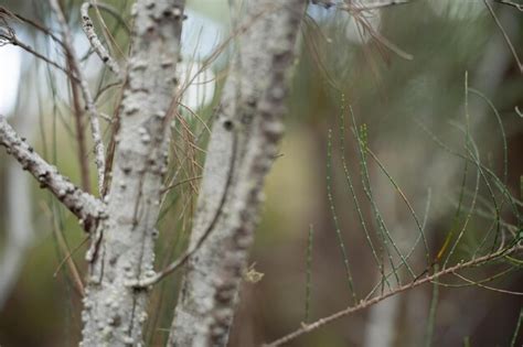 árvores e arbustos na floresta australiana árvores de goma e plantas nativas que crescem na