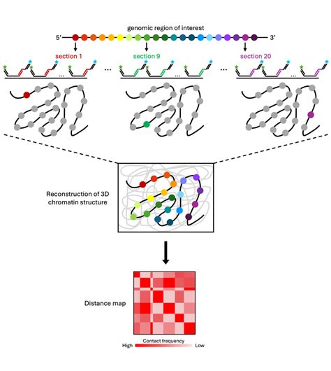 Optical Reconstruction Of Chromatin Architecture Using The Celesta Light Engine