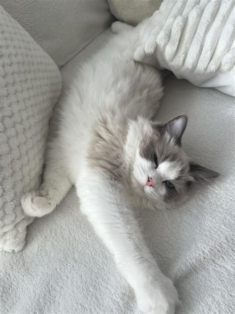 My Pretty Gal Rragdolls