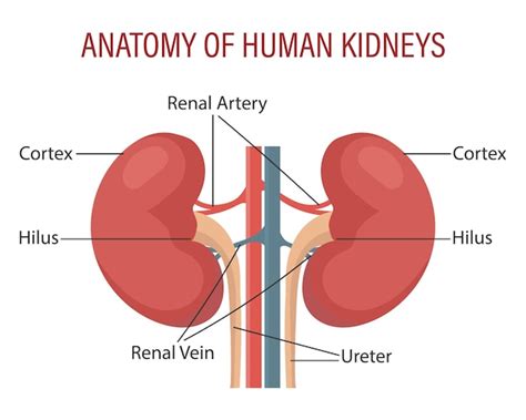 Anatomie Van De Menselijke Nier Urinary Systeem Medische Infographic
