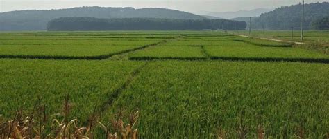 勐龙镇三步走抓实粮食生产筑牢乡村振兴基本盘 农业 示范 部署