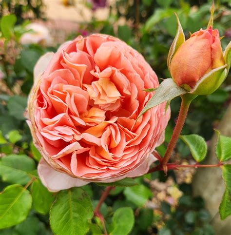 Rose Afternoon Delight Hello Hello Plants