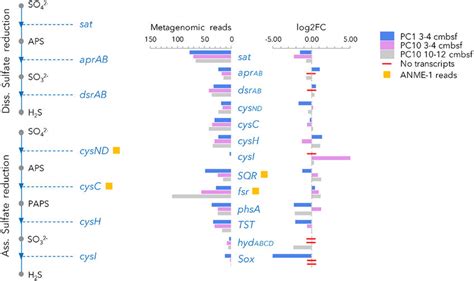 Schematic Representations Of The Dissimilatory Diss And Assimilatory