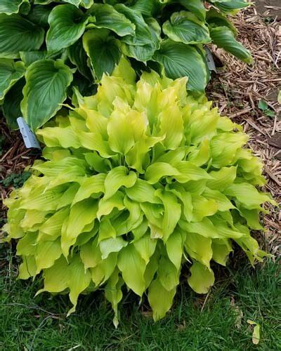 Dwarf Hostas 20 Mini Small And Tiny Varieties World Of Garden Plants
