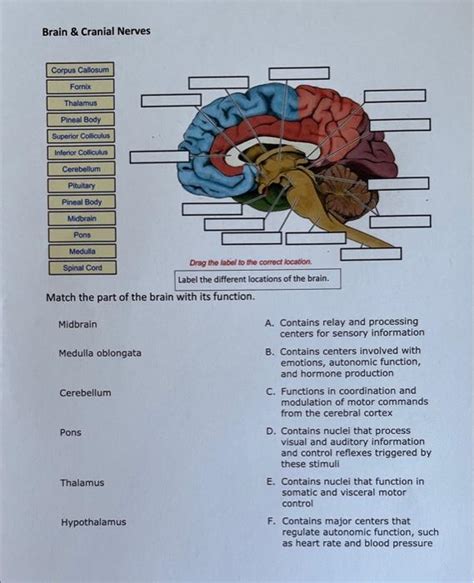 Solved Cranial Nerve Cranial Nerve Name X VI E III XI Chegg Com