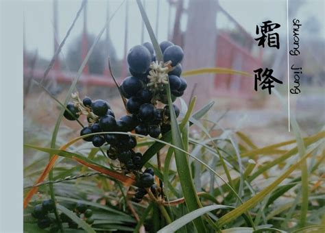 霜降霜叶红，冬将至时节万物节气