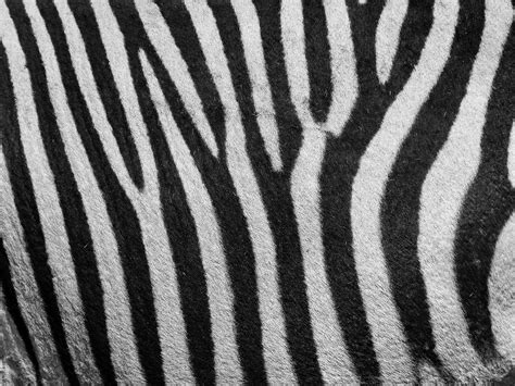Zebra Pattern Template