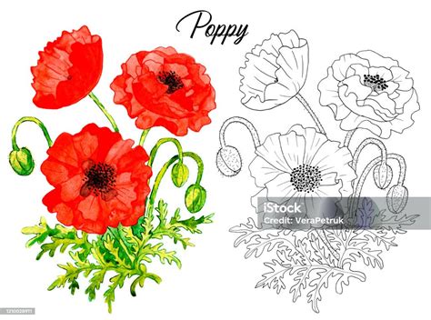 Disegno Di Bellissimo Fiore Di Iris Blu Immagini Vettoriali Stock E Altre Immagini Di Aiuola