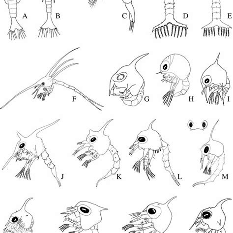 PDF Illustrated Key For The Identification Of The Known Zoeal Stages