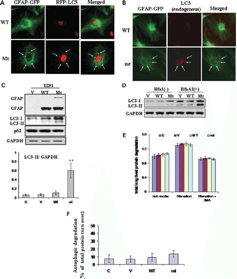 Evidence For Autophagy In U251 Astrocytoma Cells Stably Expressing