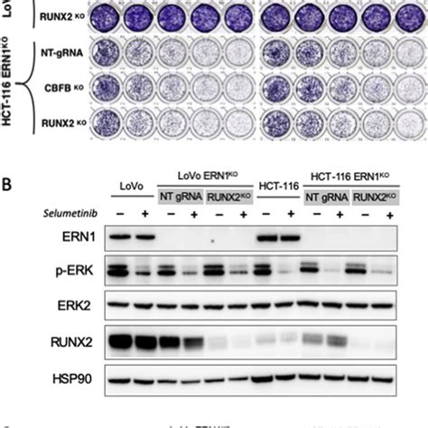 Shp2 Is An Essential Driver Of Loss Of Runx2 Induced Mek Inhibitor