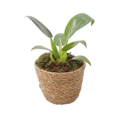 Mini Pacova No Cesto De Vimi Plantas Vivas São Paulo Compre A 122 Brl Vaso De Plantas Em