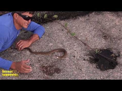 Rei das Serpentes desafia poderosa cobra jararaca malha de cascavel CenárioMT