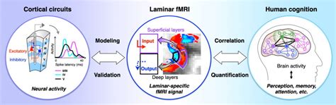 Approaching Human Brain Function Across Multiple Spatial Scales Using