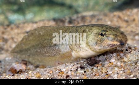 A Tadpole Is The Larval Stage In The Life Cycle Of An Amphibian