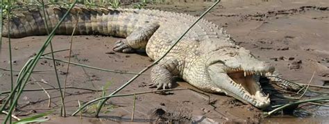 Crocodil Informații esențiale și curiozități Wiki Animale