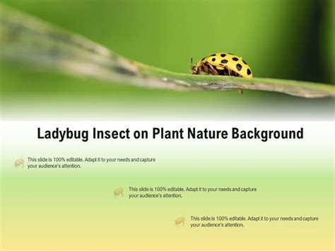 Ladybug Insect On Plant Nature Background Ppt Powerpoint Presentation Outli