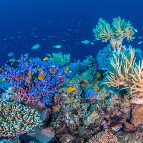Fringing Reefs Explore Shoreline Coral Reefs Great Barrier Reef