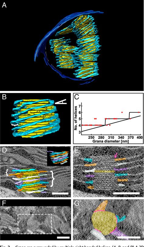 Figure 3 From Fundamental Helical Geometry Consolidates The Plant Photosynthetic Membrane