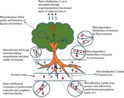 Phytoremediation Processes And Their Associated Functions Source