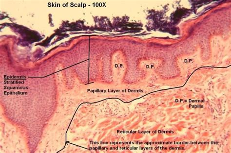 Picture Library N Scalp 100x 1 Layers Of Dermis