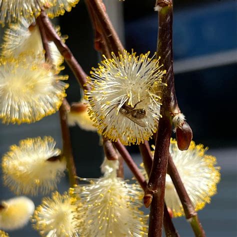 Keep Your Weeping Pussy Willow Alive Light Water And Care Instructions