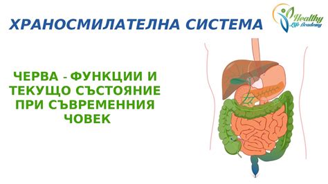 Храносмилателна система черва функции и текущо състояние при